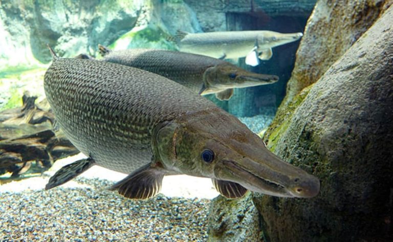 Alarm bells ring as exotic Alligator Gar Fish found in Dal Lake ...