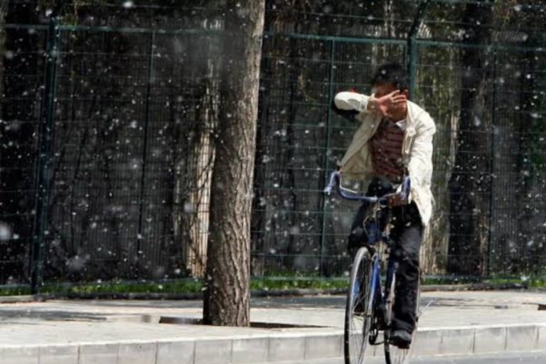 Unveiling Common Allergens in Kashmir: Grass Pollen, Pine Tree Pollen ...