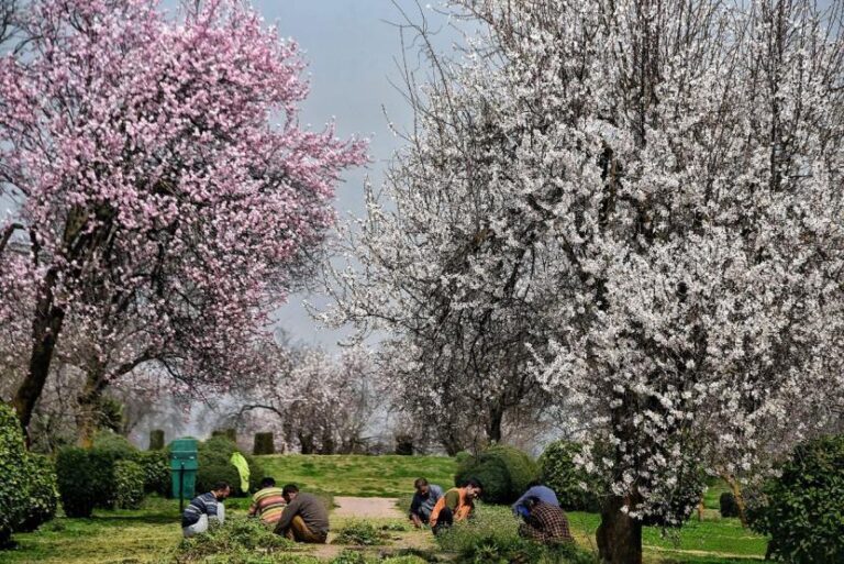 Kashmir’s Almond Blossoms: The Ultimate Spring Spectacle Outshining ...