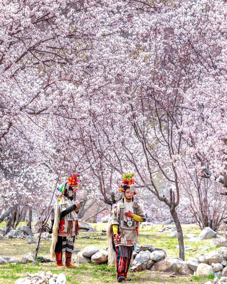 Skyurbuchan to Sham Valley: Experience Ladakh’s Apricot Blossom ...